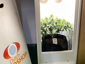 MiniGrow Review: De Beste Kweekkast voor Wiet - Wiet-Info.nl